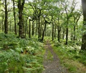 Grindleford and Padley Gorge Walk | Longshaw Lodge | Padley Mill